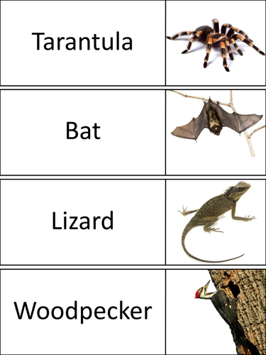 Desert Animals Word Wall Cards | Teaching Resources