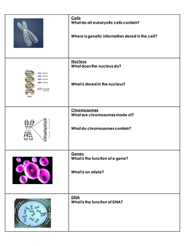 New AQA biology Chromosomes lesson | Teaching Resources