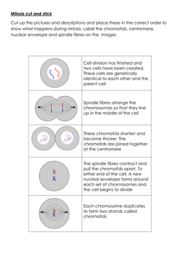 New AQA biology mitosis lesson | Teaching Resources
