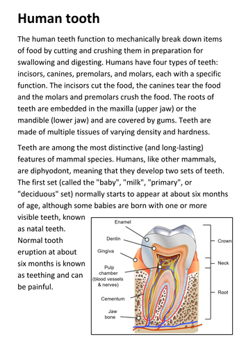 Human Teeth Handout | Teaching Resources