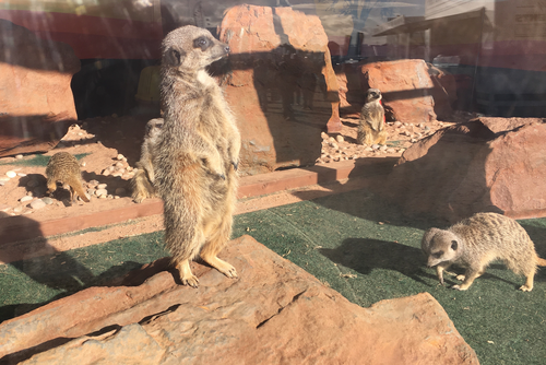 Meerkat (Animals from Africa) | Teaching Resources