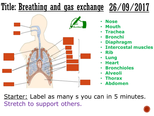 Breathing and gas exchange - complete lesson (GCSE 1-9) | Teaching ...
