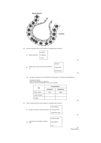 Breathing and gas exchange - complete lesson (GCSE 1-9) | Teaching ...