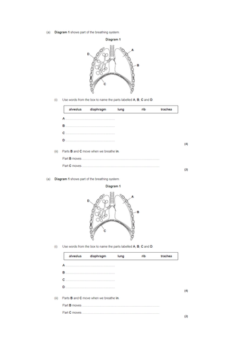Breathing and gas exchange - complete lesson (GCSE 1-9) | Teaching ...