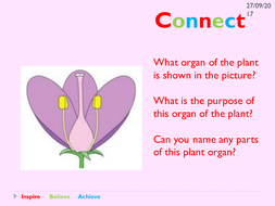 KS3 - Reproduction and Variation - Plant Reproduction Organs - Maps to ...