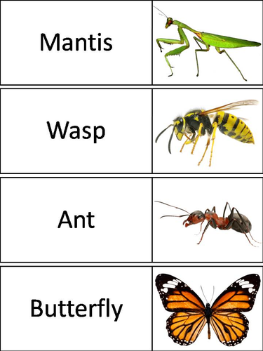 Insects Word Wall Cards | Teaching Resources