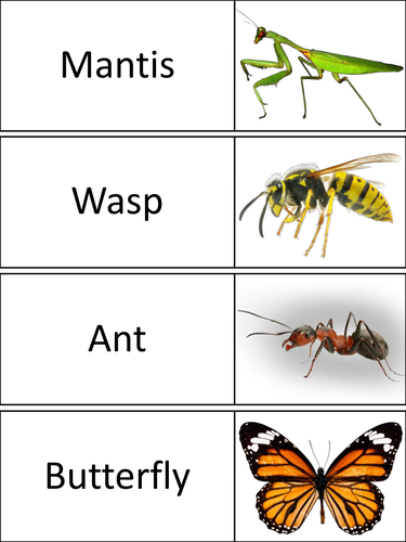Insects Word Wall Cards | Teaching Resources