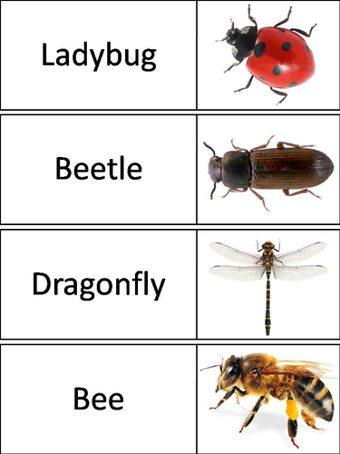 Insects Word Wall Cards | Teaching Resources