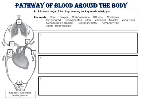 AQA GCSE PE (2016 onwards) Cardio-respiratory system | Teaching Resources