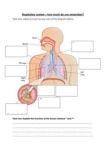 AQA GCSE PE (2016 onwards) Cardio-respiratory system | Teaching Resources