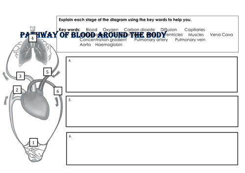 AQA GCSE PE (2016 onwards) Cardio-respiratory system | Teaching Resources