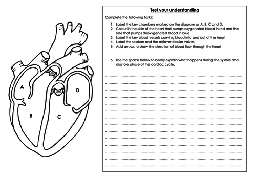 AQA GCSE PE (2016 onwards) Cardio-respiratory system | Teaching Resources