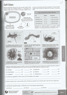 Microscopic measurements and calculations AQA AS Biology | Teaching ...