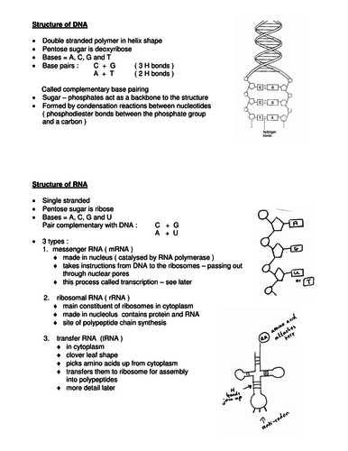 AS Biology_DNA and chromosome & The structure of RNA | Teaching Resources
