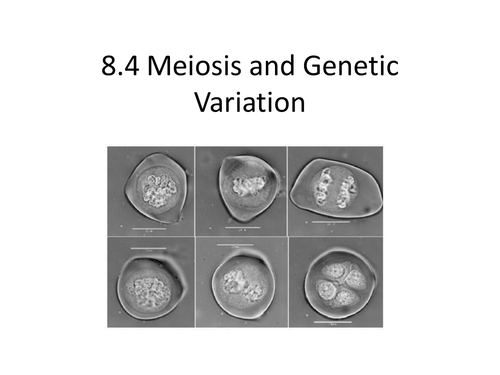 AS Biology _Mutations and Meiosis & genetic variation | Teaching Resources