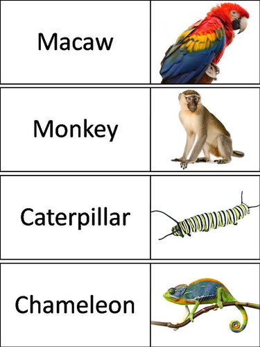 Rainforest Animals Word Wall Cards | Teaching Resources