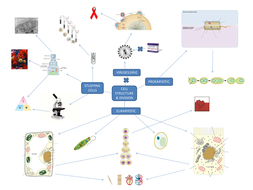 AQA A-level Biology Revision Mindmaps (2015 onwards) | Teaching Resources