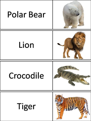 Zoo Animals Word Wall Cards | Teaching Resources