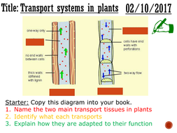 Transport systems in plants - complete lesson (GCSE 1-9) | Teaching ...