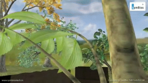 Transport systems in plants - complete lesson (GCSE 1-9) | Teaching ...