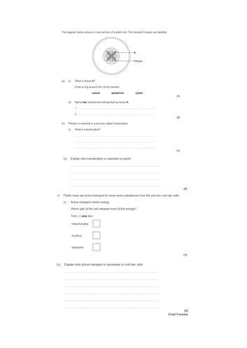 Transport systems in plants - complete lesson (GCSE 1-9) | Teaching ...