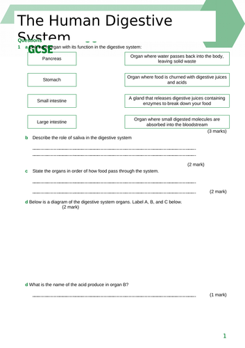 The Human Digestive System | Teaching Resources