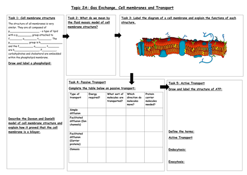 Edexcel SNAB Biology - Topic 2: Genes and Health - Topic 2A: Cell ...