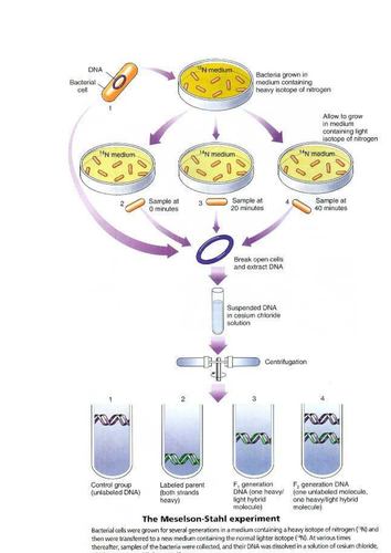 Edexcel SNAB Biology - Topic 2: Genes and Health - Topic 2C: DNA and ...