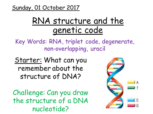 Edexcel SNAB Biology - Topic 2: Genes and Health - Topic 2C: DNA and ...