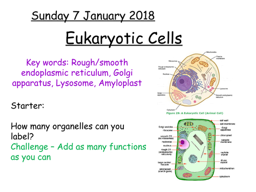 Edexcel SNAB Biology - Topic 3: Voice of the Genome- Topic 3A: Cells ...