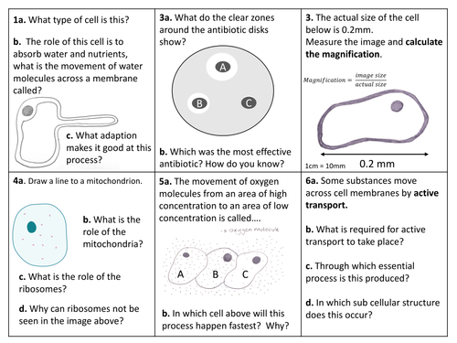 9-1 Cell Biology Revision Grid Activity | Teaching Resources