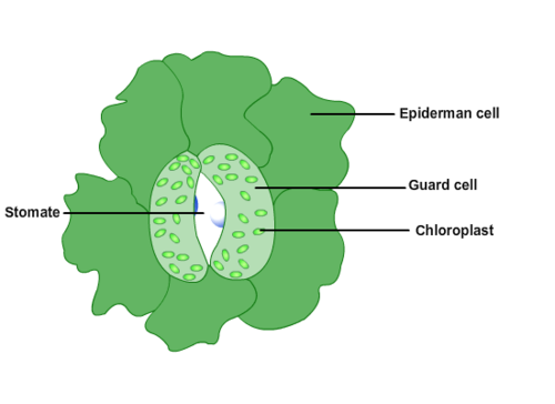 Evaporation and transpiration - complete lesson (GCSE 1-9) | Teaching ...