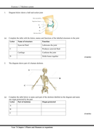 IGCSE :Plants and Humans as organisms (Skeletal system, joints ...