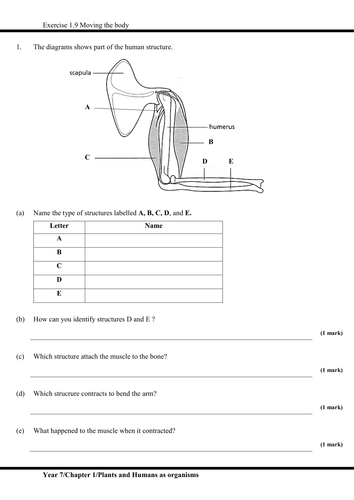 IGCSE :Plants and Humans as organisms (Skeletal system, joints ...