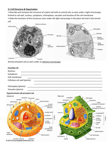 IGCSE BIOLOGY: Chapter 2.0 Organisation of Organisms | Teaching Resources