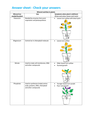 Mineral ion deficiency in plants iGCSE/GCSE - PPT & Worksheet ...