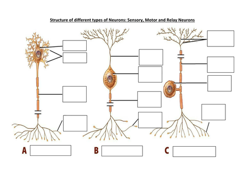 Types of Neurons and Synaptic Transmission - Year 1 Biopsychology | Teaching Resources