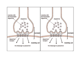 Types of Neurons and Synaptic Transmission - Year 1 Biopsychology ...
