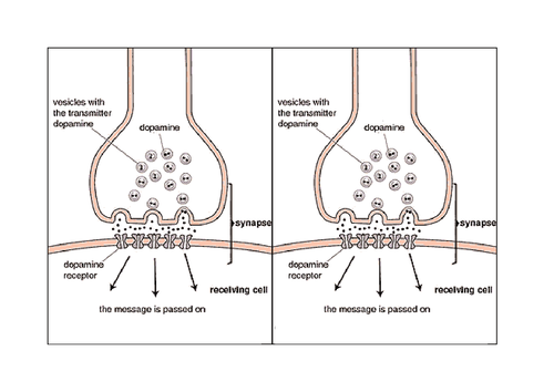 Types of Neurons and Synaptic Transmission - Year 1 Biopsychology ...