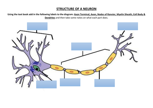 Types of Neurons and Synaptic Transmission - Year 1 Biopsychology | Teaching Resources