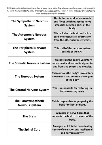 The Nervous System lesson | Teaching Resources