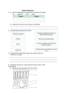 Plant tissues and organs - complete lesson (GCSE 1-9) | Teaching Resources