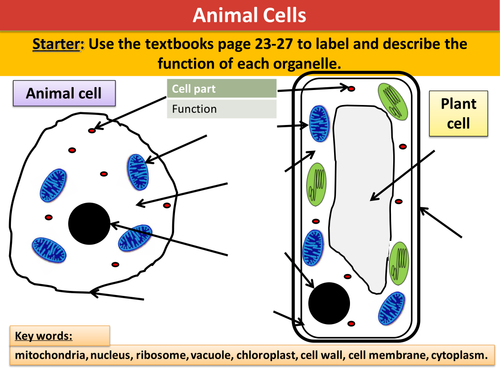 Cells AQA bundle | Teaching Resources
