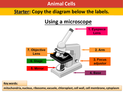 Cells AQA bundle | Teaching Resources