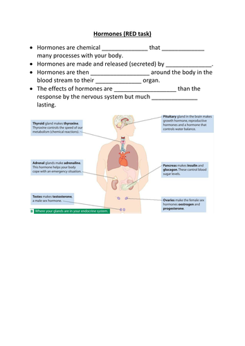 Lesson on the Endocrine System (New GCSE AQA) | Teaching Resources