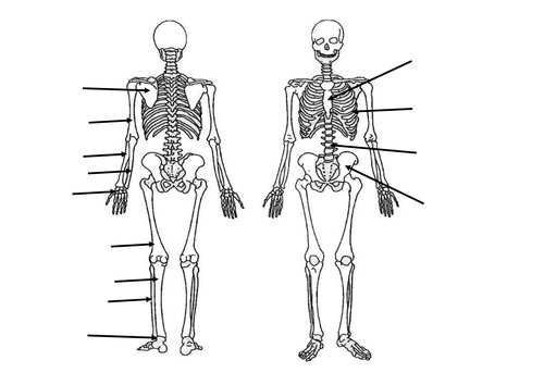 2016 NEW SPEC OCR A Level PE - Anatomy and Physiology | Teaching Resources