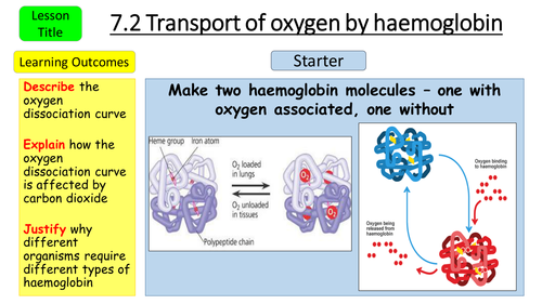 AQA AS Biology Transport of Oxygen in Haemoglobin | Teaching Resources