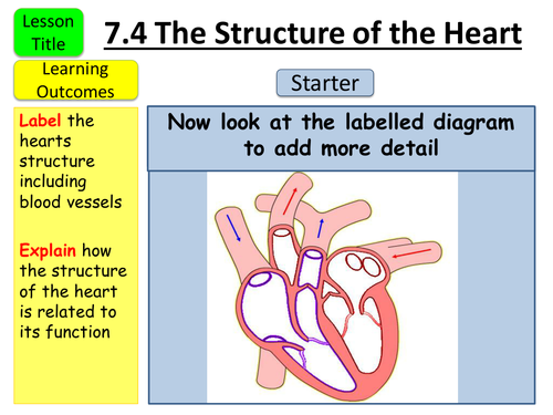 AQA AS Biology Structure of the Heart and Blood Vessels | Teaching ...