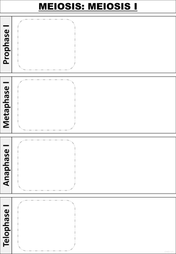 Meiosis Cycle Worksheet | Teaching Resources