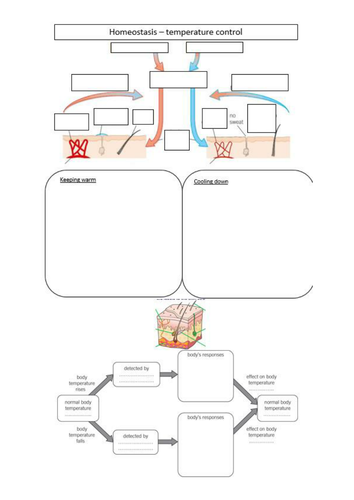 AQA New GCSE temperature regulation homeostasis worksheet | Teaching ...